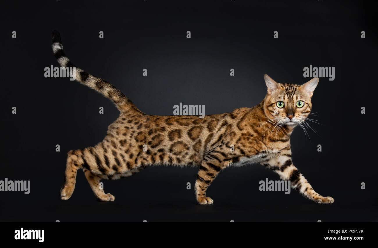 Handsome shiny male bengal cat hi-res stock photography and images - Alamy