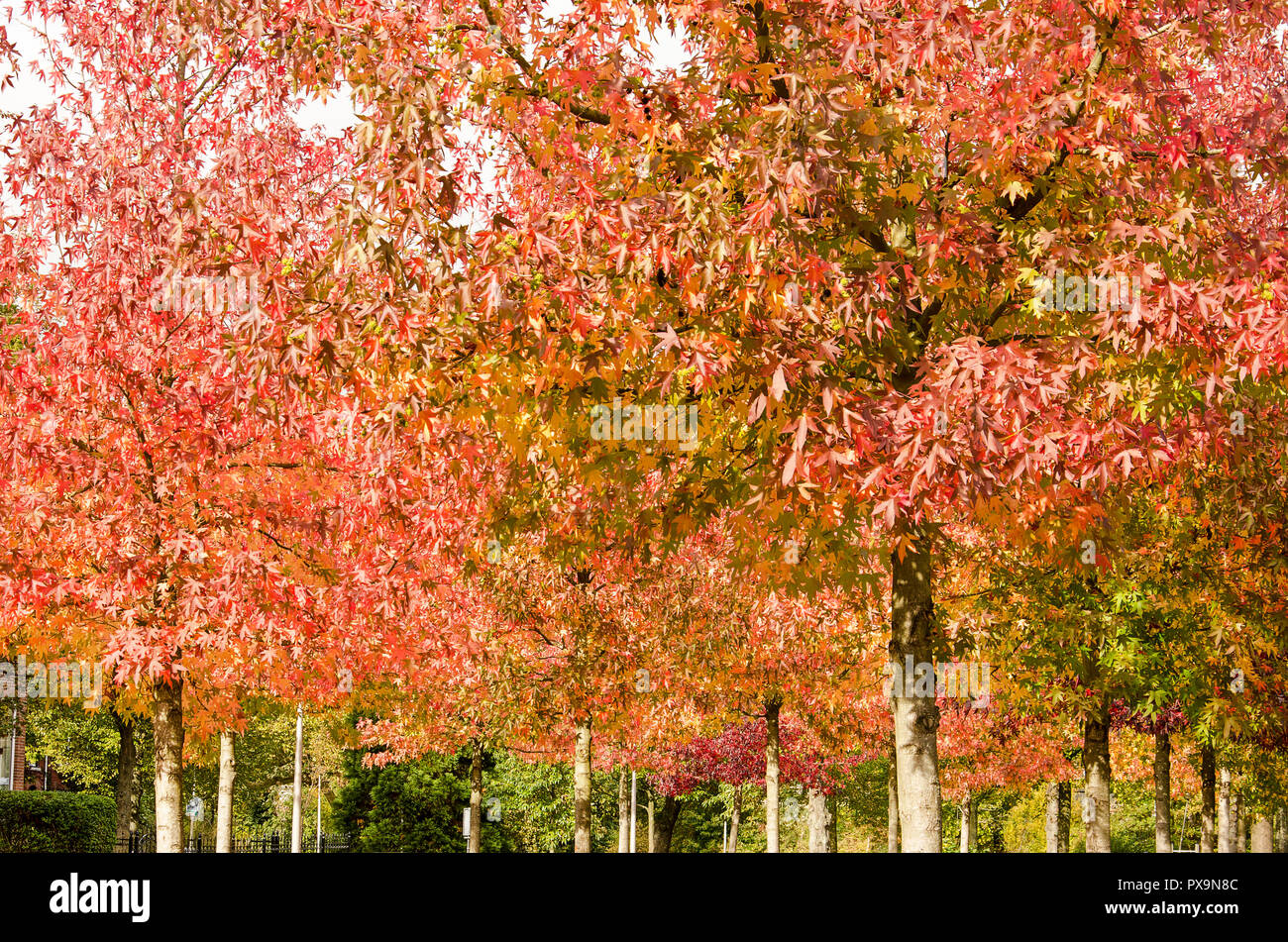 Storax trees hi-res stock photography and images - Alamy