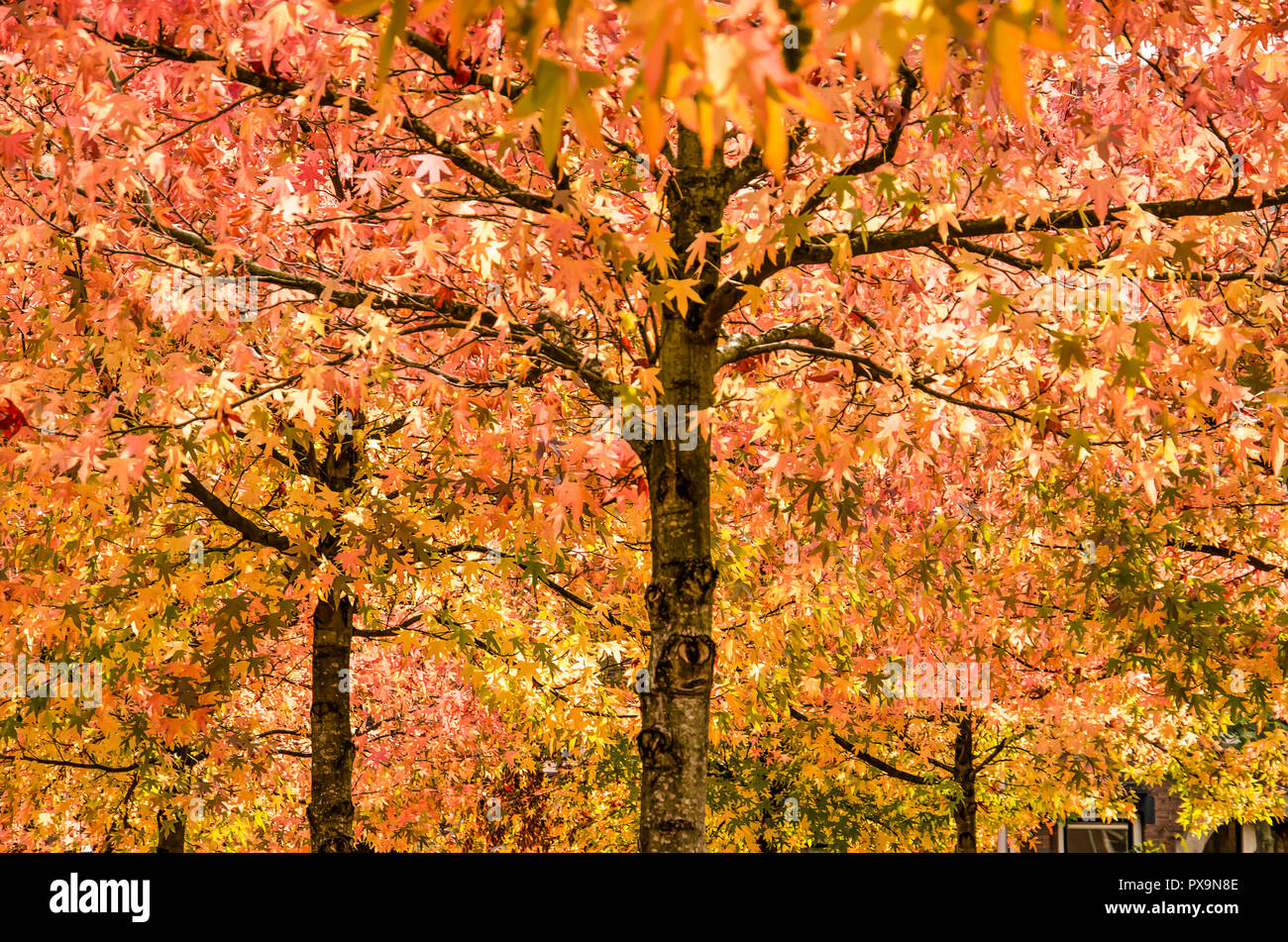Sweet gum trees, or liquidambar styraciflua with colorful foliages on a ...