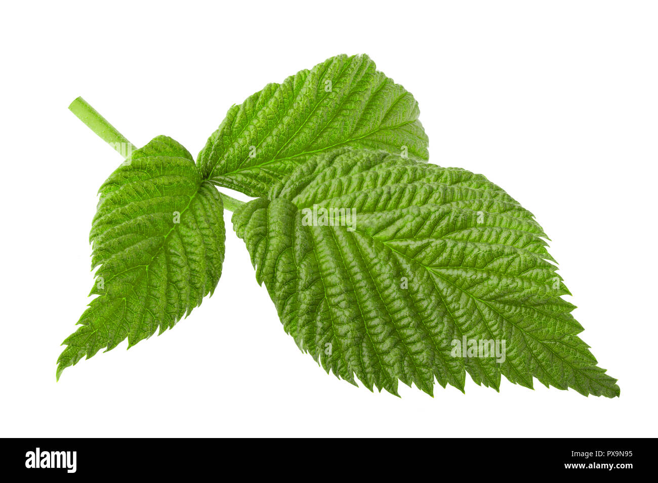 Raspberry leaves isolated on white background, full depth of field ...