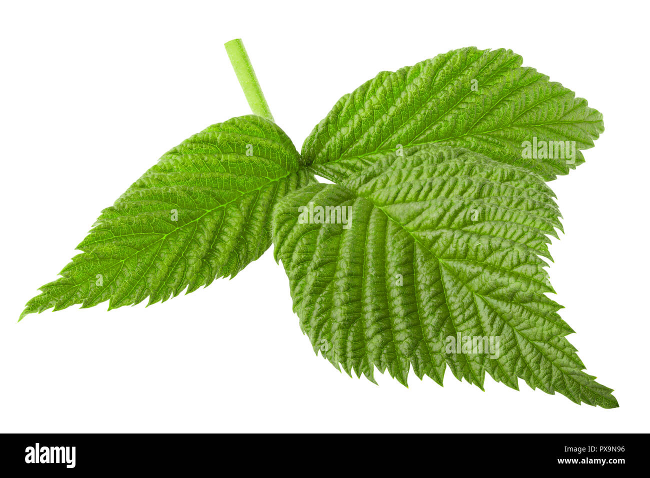 Raspberry leaves isolated on white background, full depth of field ...