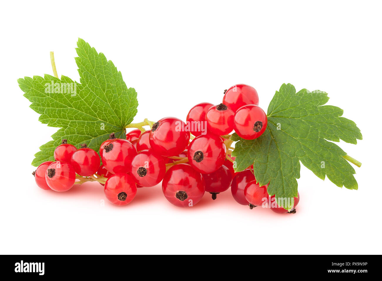 Red currant isolated on white background, clipping path, full depth of ...
