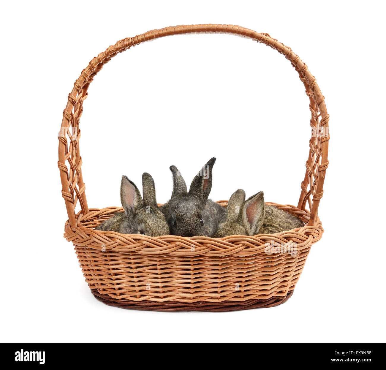 Beauty rabbits hi-res stock photography and images - Alamy