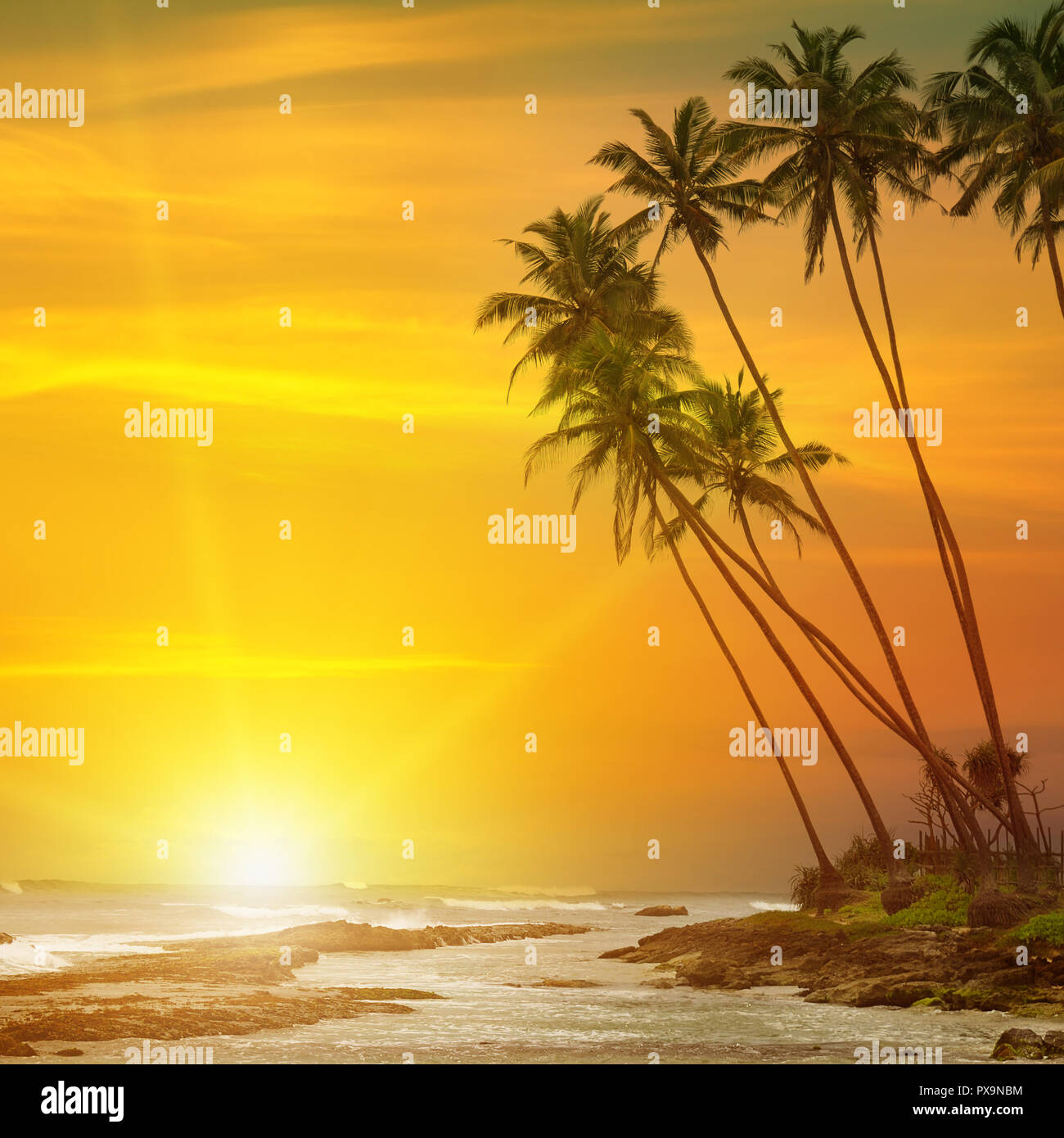 sun rise, tropical palm trees and ocean Stock Photo - Alamy