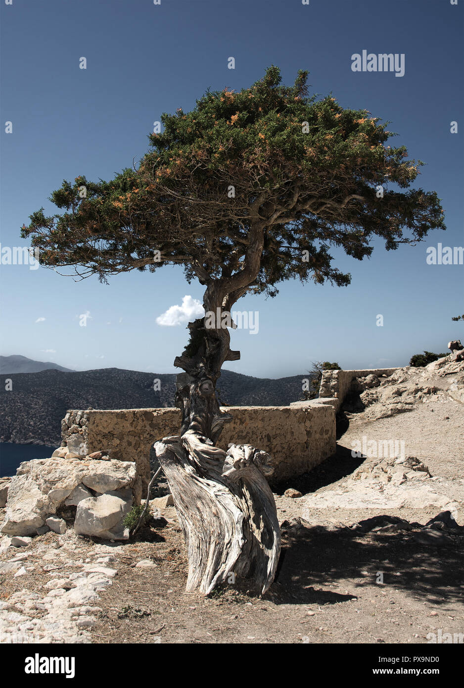 Baum rock berg hi-res stock photography and images - Alamy