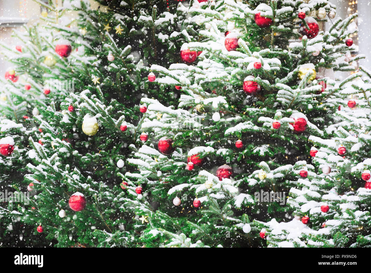 Fair tree hi-res stock photography and images - Alamy