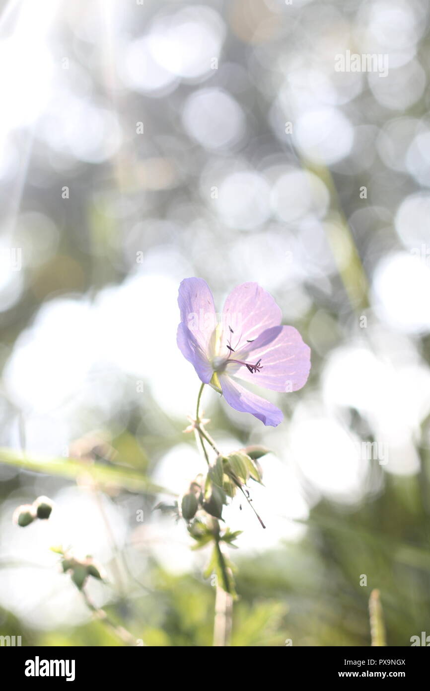 Fragile Flower and bokeh daylight baground Stock Photo - Alamy