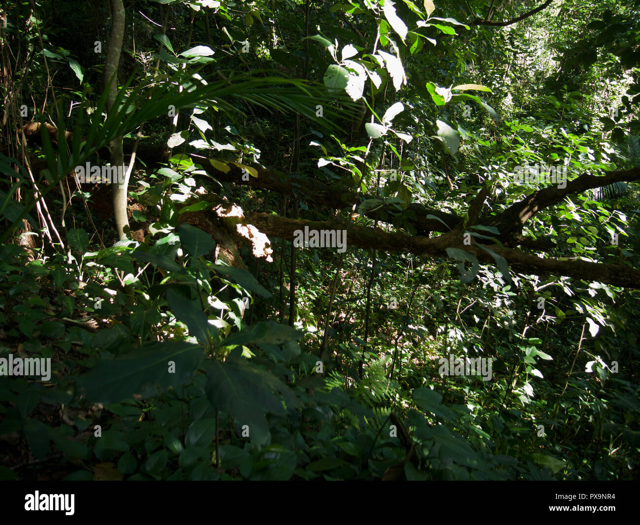 Jungle branch hi-res stock photography and images - Alamy
