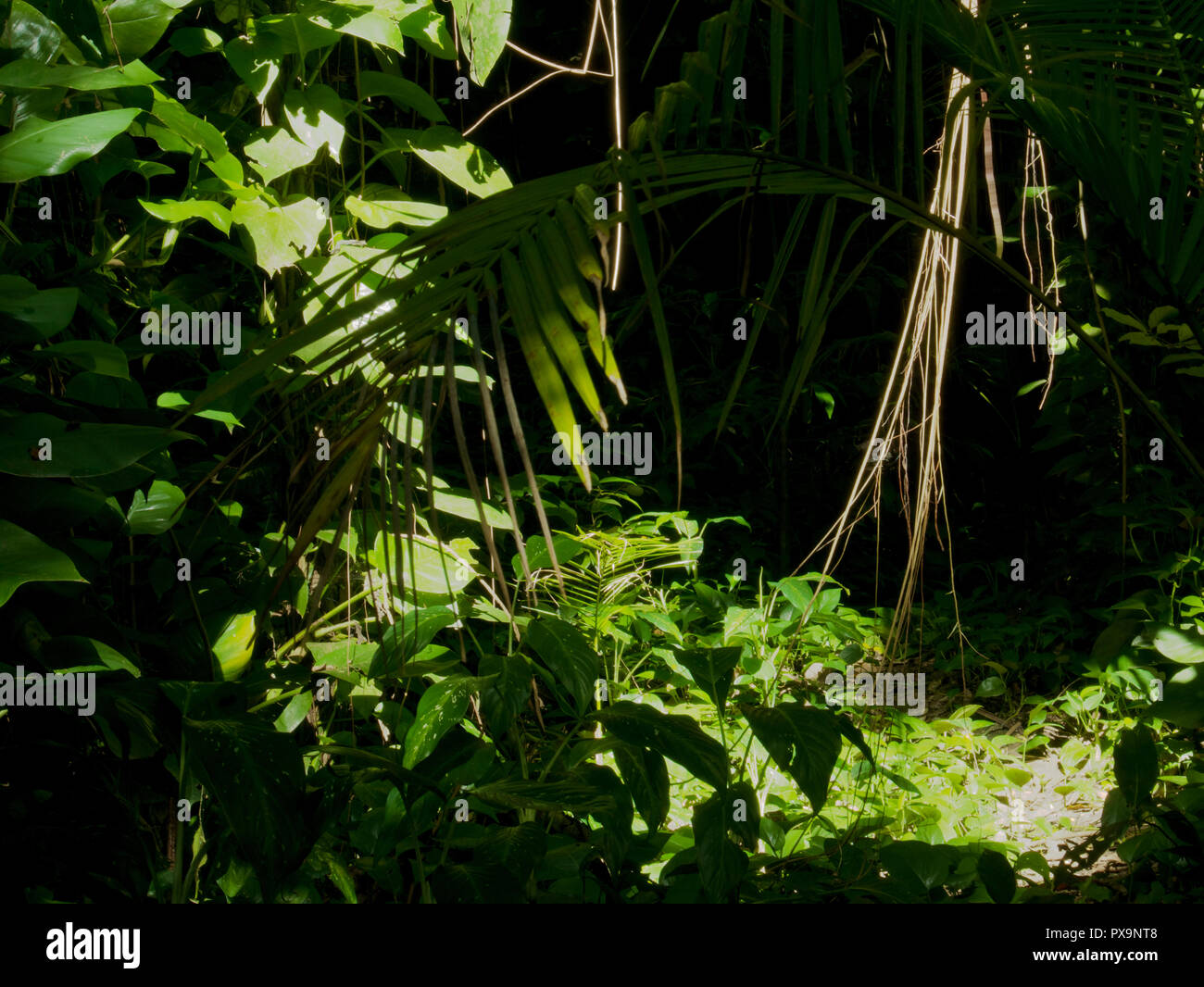 Inside a jungle hi-res stock photography and images - Alamy