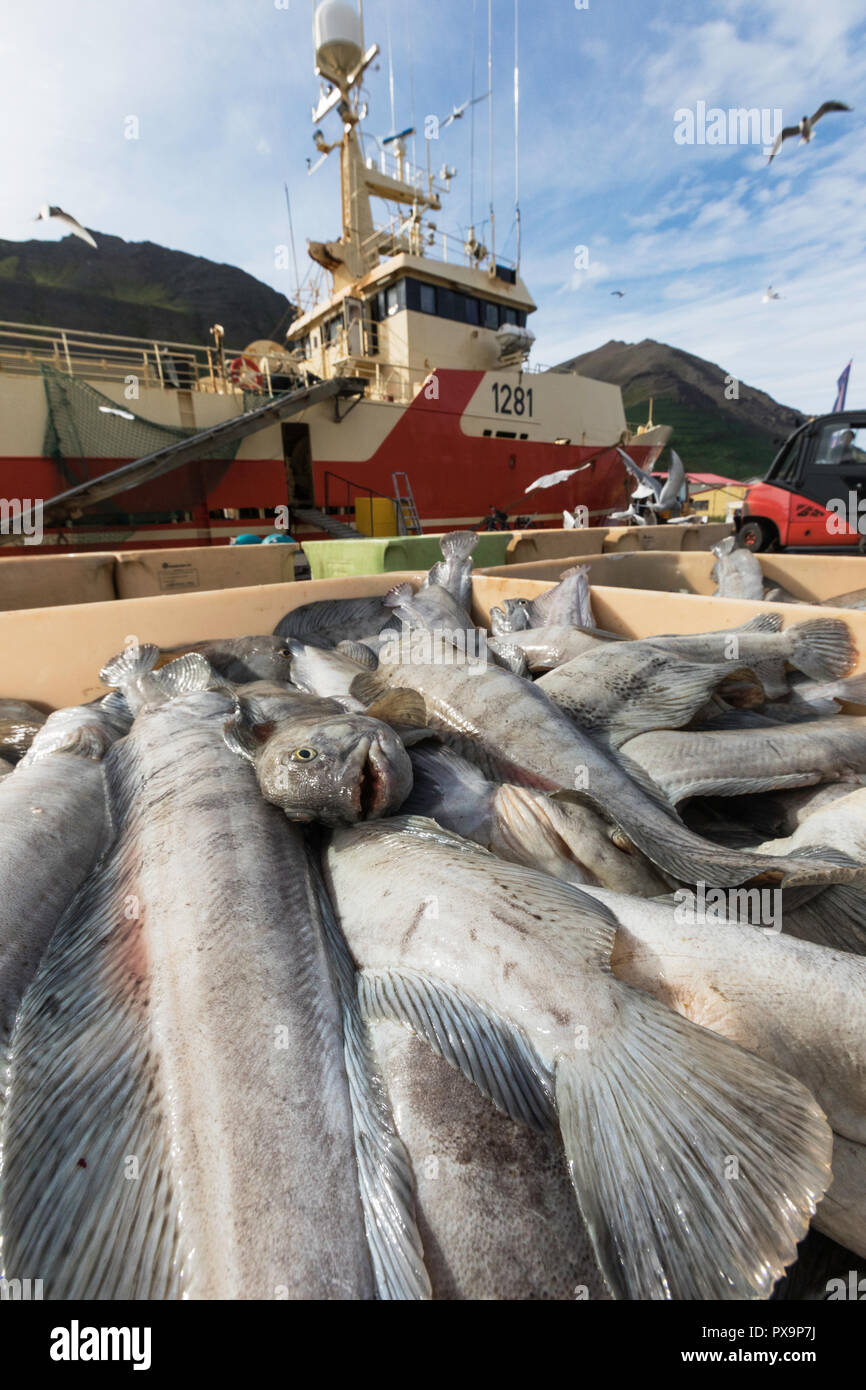 Fish processing industry hi-res stock photography and images - Alamy