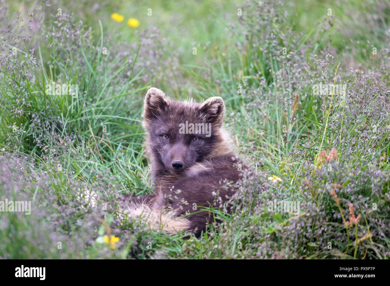Arctic fox in summer coat hi-res stock photography and images - Alamy