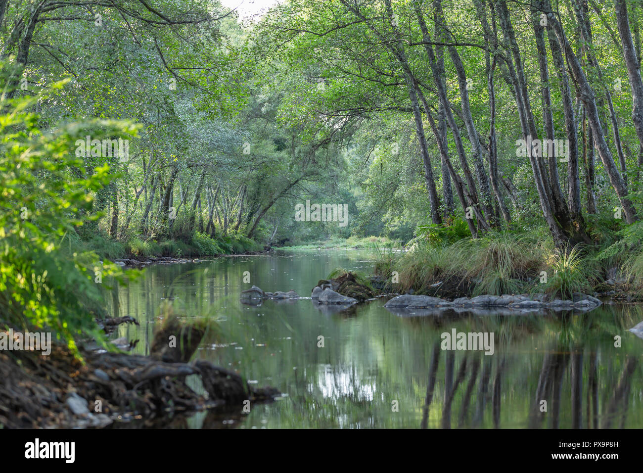Theme river, river in mountain, margins with rocks, trees and ...