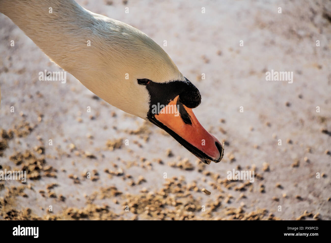 The turkey and the goose hi-res stock photography and images - Alamy