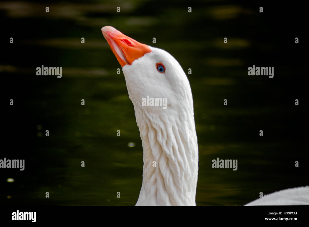 Eagles of turkey hi-res stock photography and images - Alamy