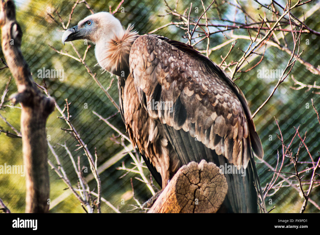Phoenix , Eagle , Gaziantep Zoo - Turkey Stock Photo - Alamy