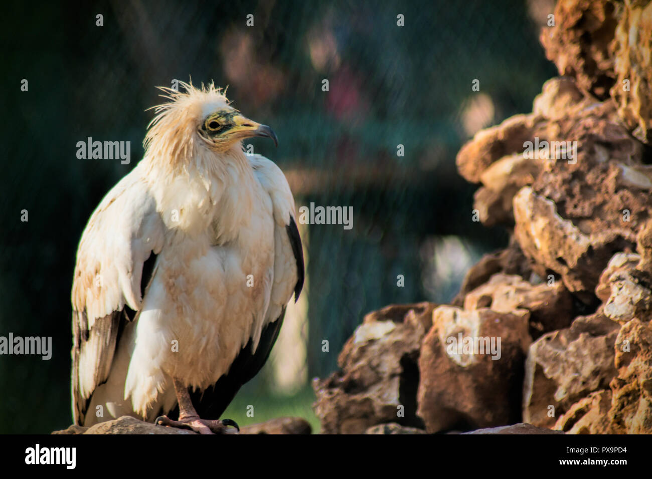 Sad eagle hi-res stock photography and images - Alamy