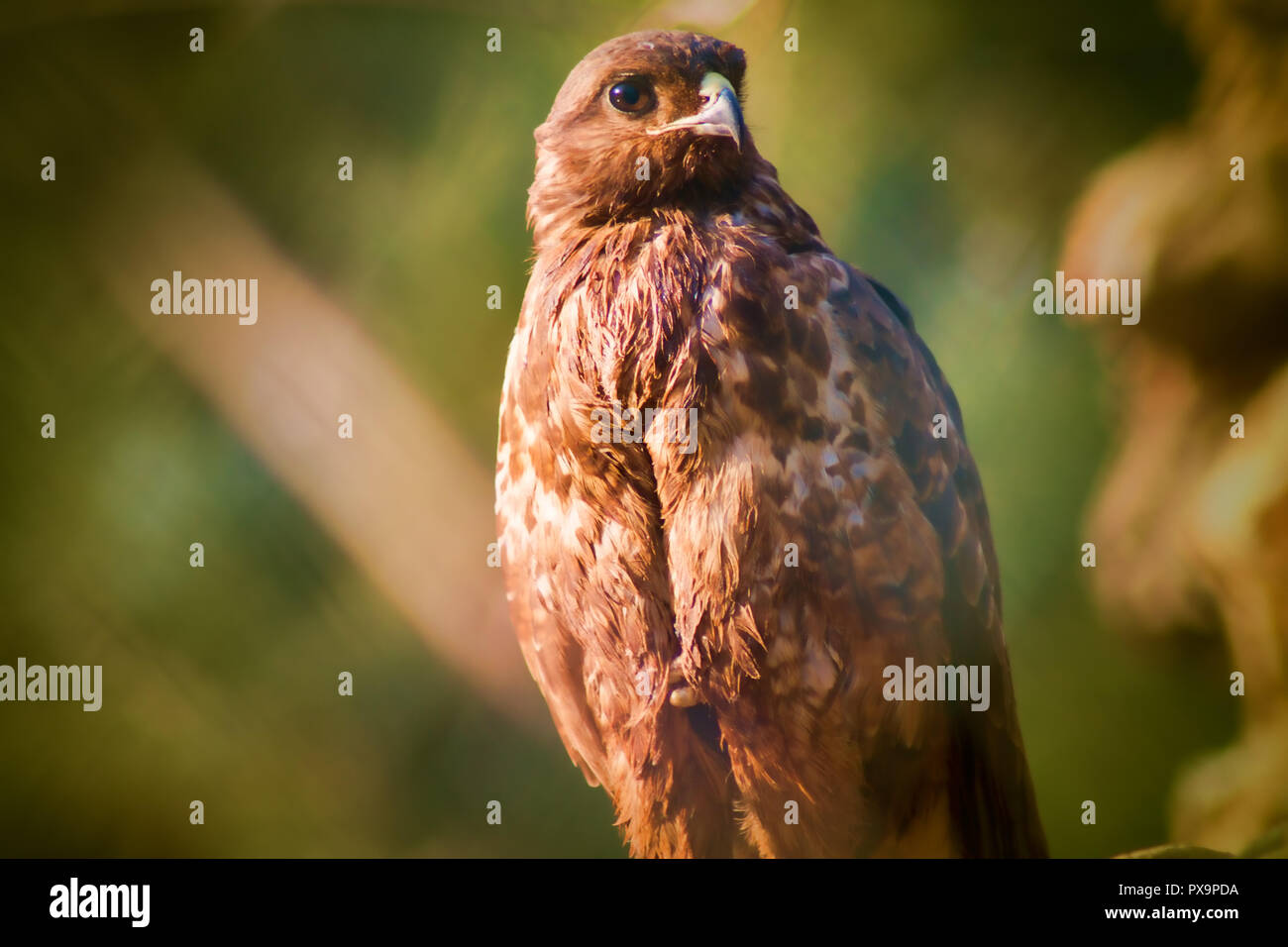 Eagles of turkey hi-res stock photography and images - Alamy