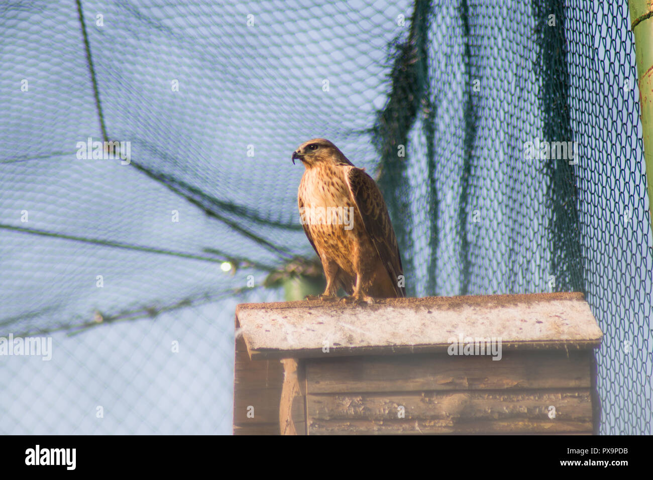 Peregrine falcons in asia hi-res stock photography and images - Alamy