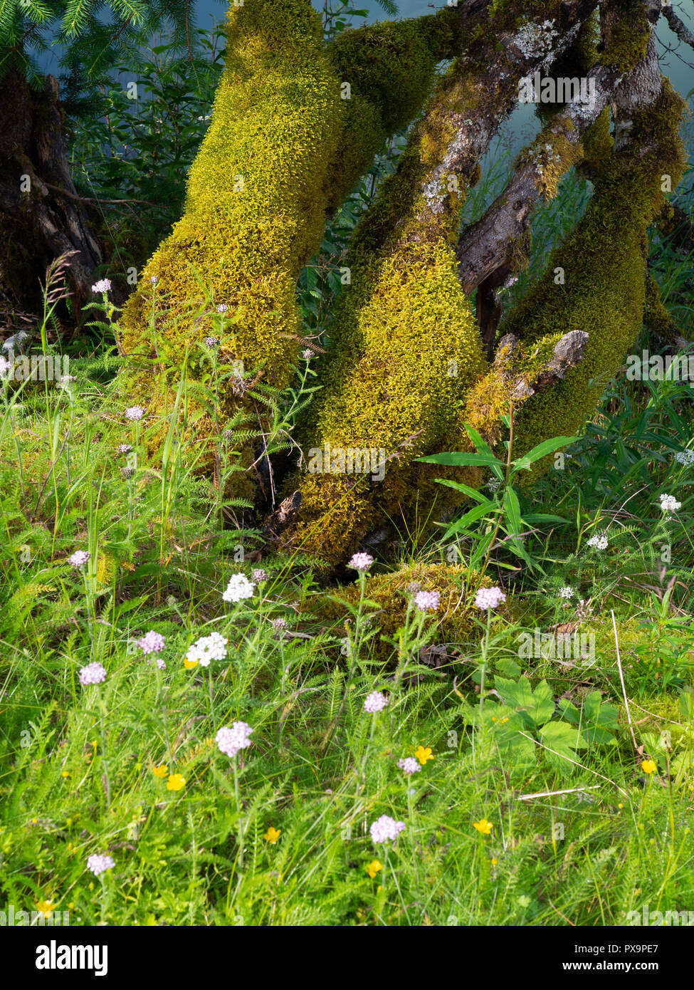 Moss and wildflowers hi-res stock photography and images - Alamy