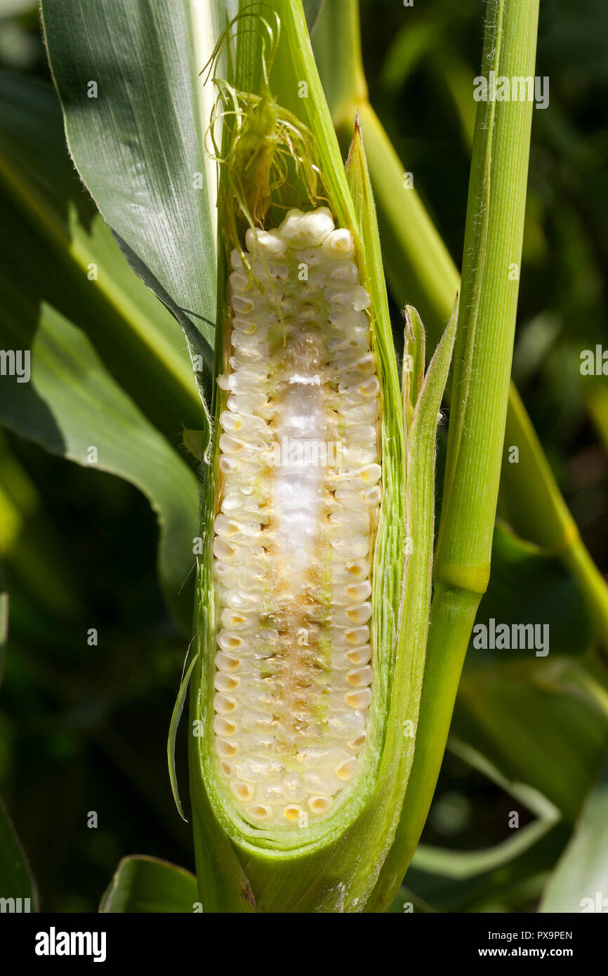 Cut with a sharp knife along the corn cobs with green foliage Stock ...