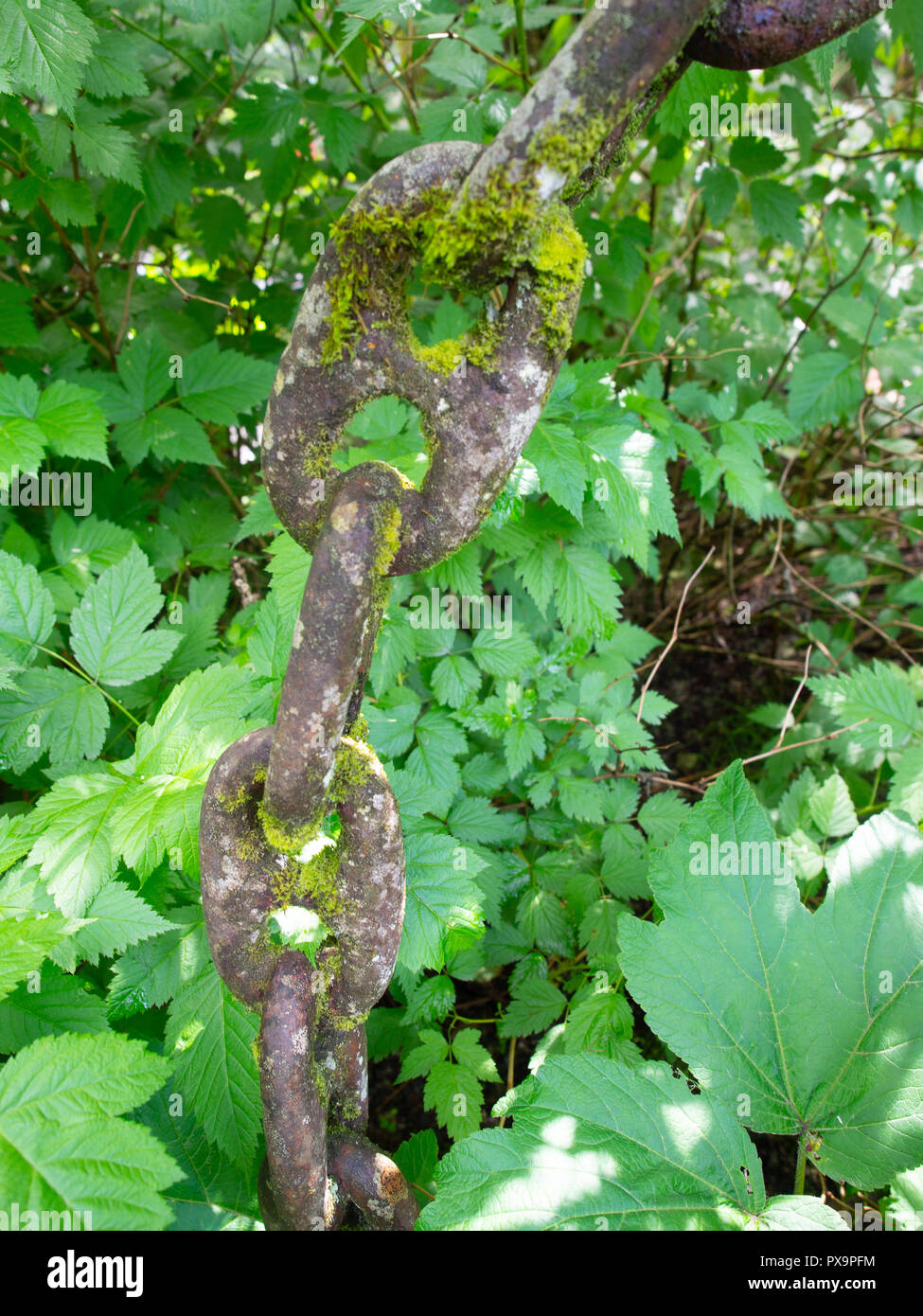 Moss Covered Metal Chain In A Garden Stock Photo - Alamy