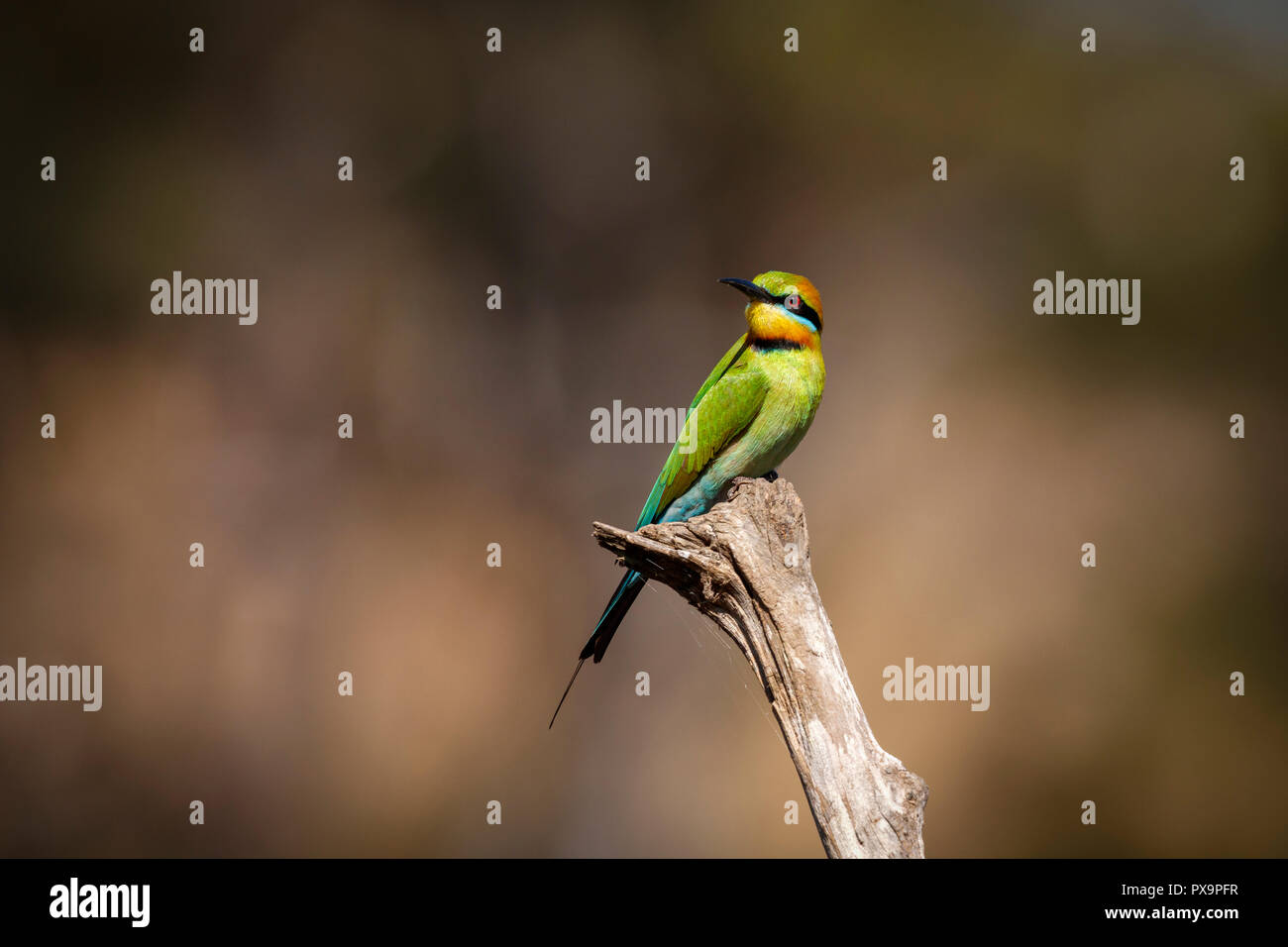 An Australian Rainbow Bee-eater along the banks for the Brisbane River ...