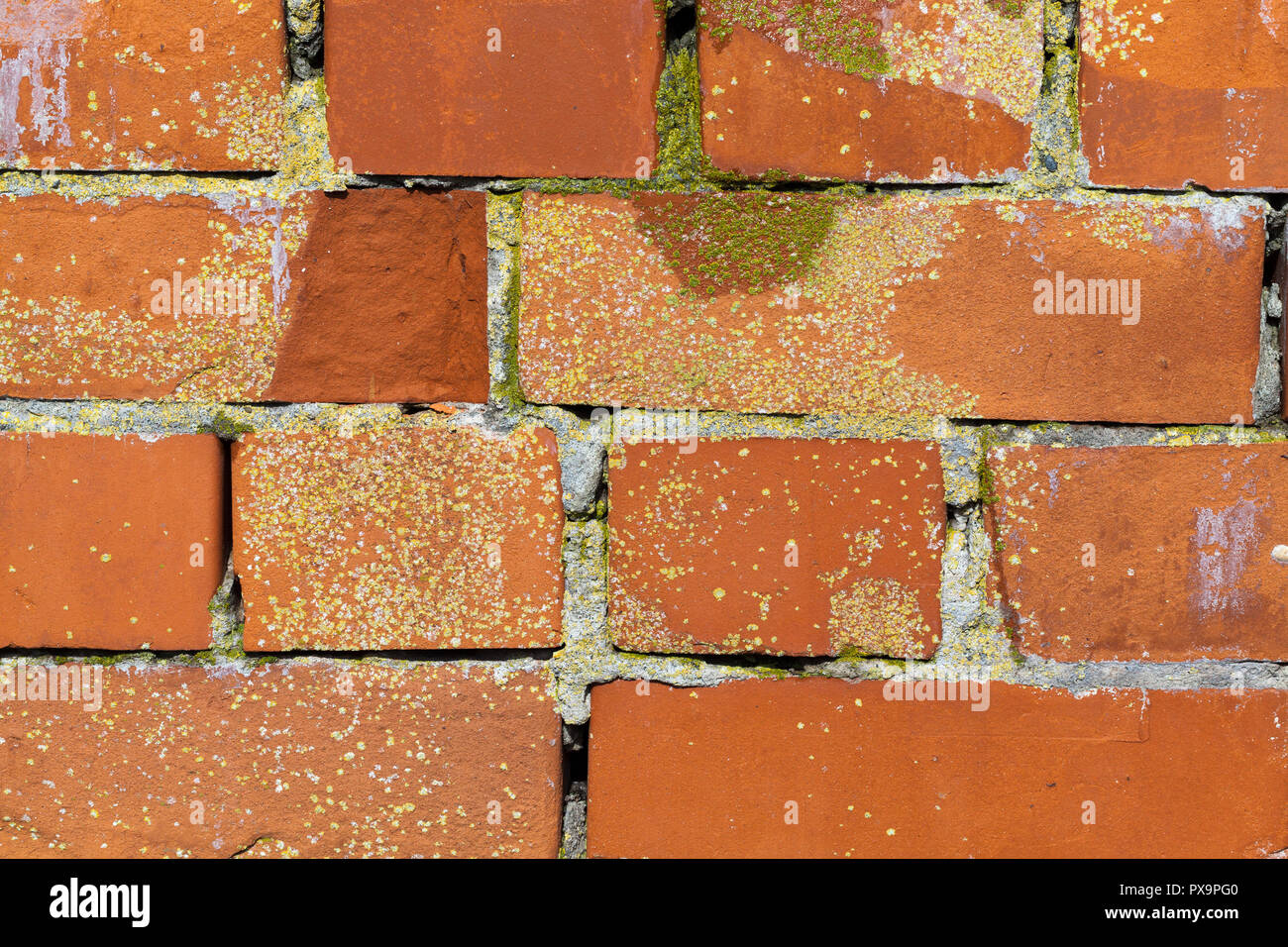 old renovated brick masonry wall covered with mold from high humidity ...