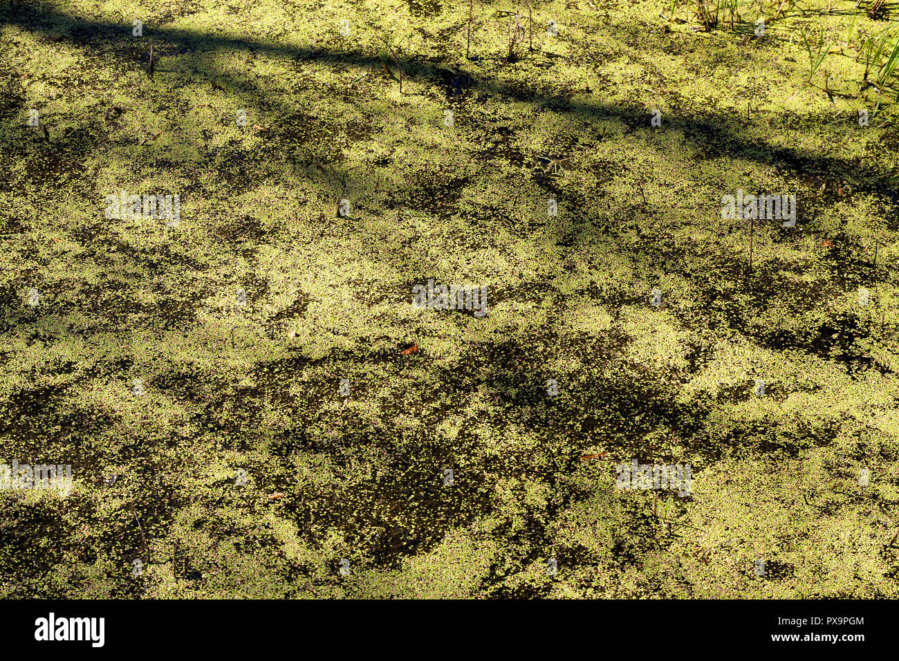 trees and shrubs with shadows from sunlight growing on a swamp with ...