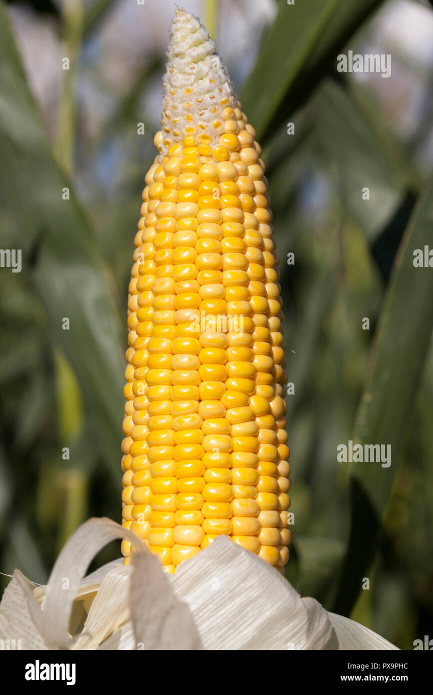 Contain with corn hi-res stock photography and images - Alamy