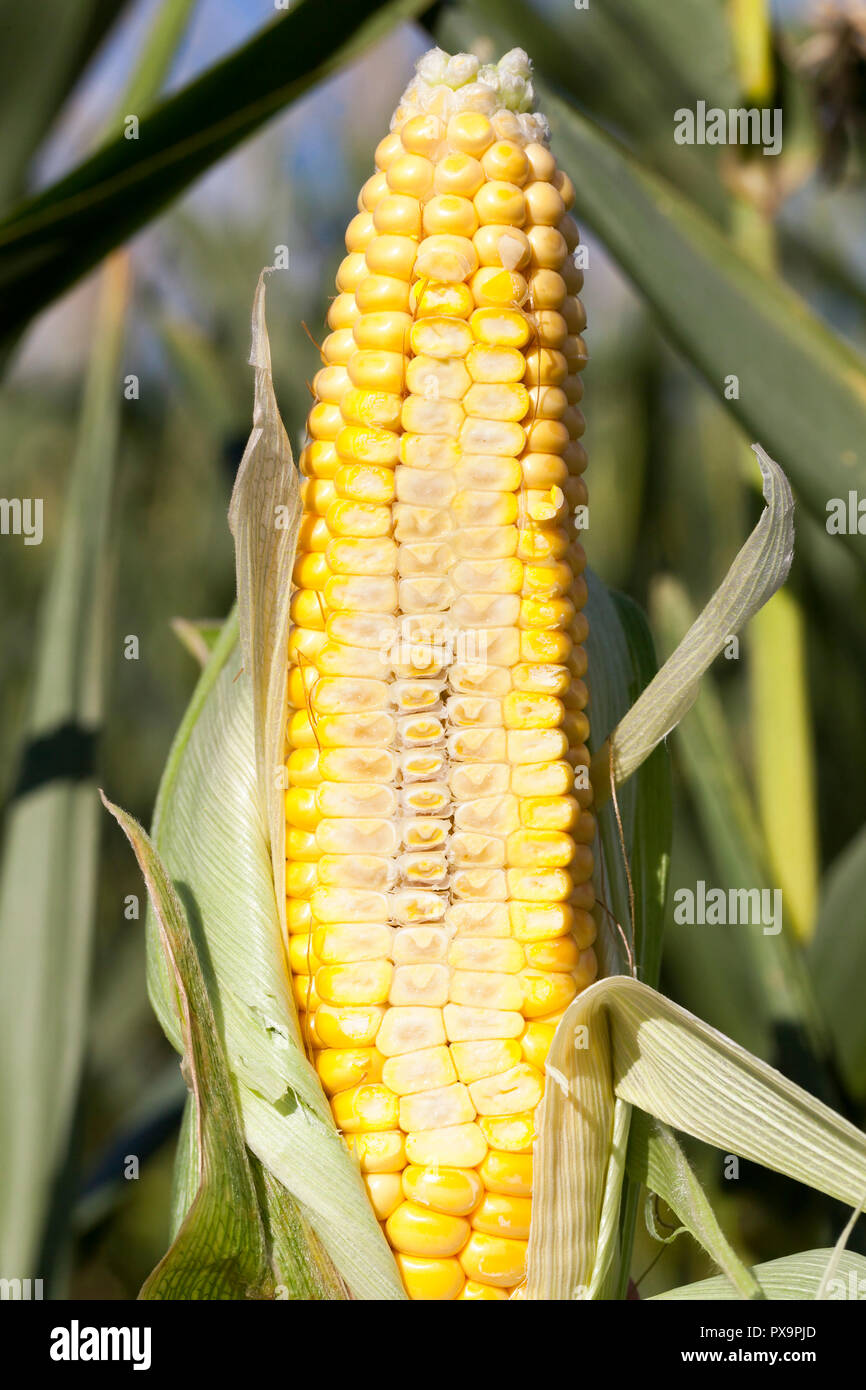 internal structure of the cob of corn, cut into half Stock Photo - Alamy