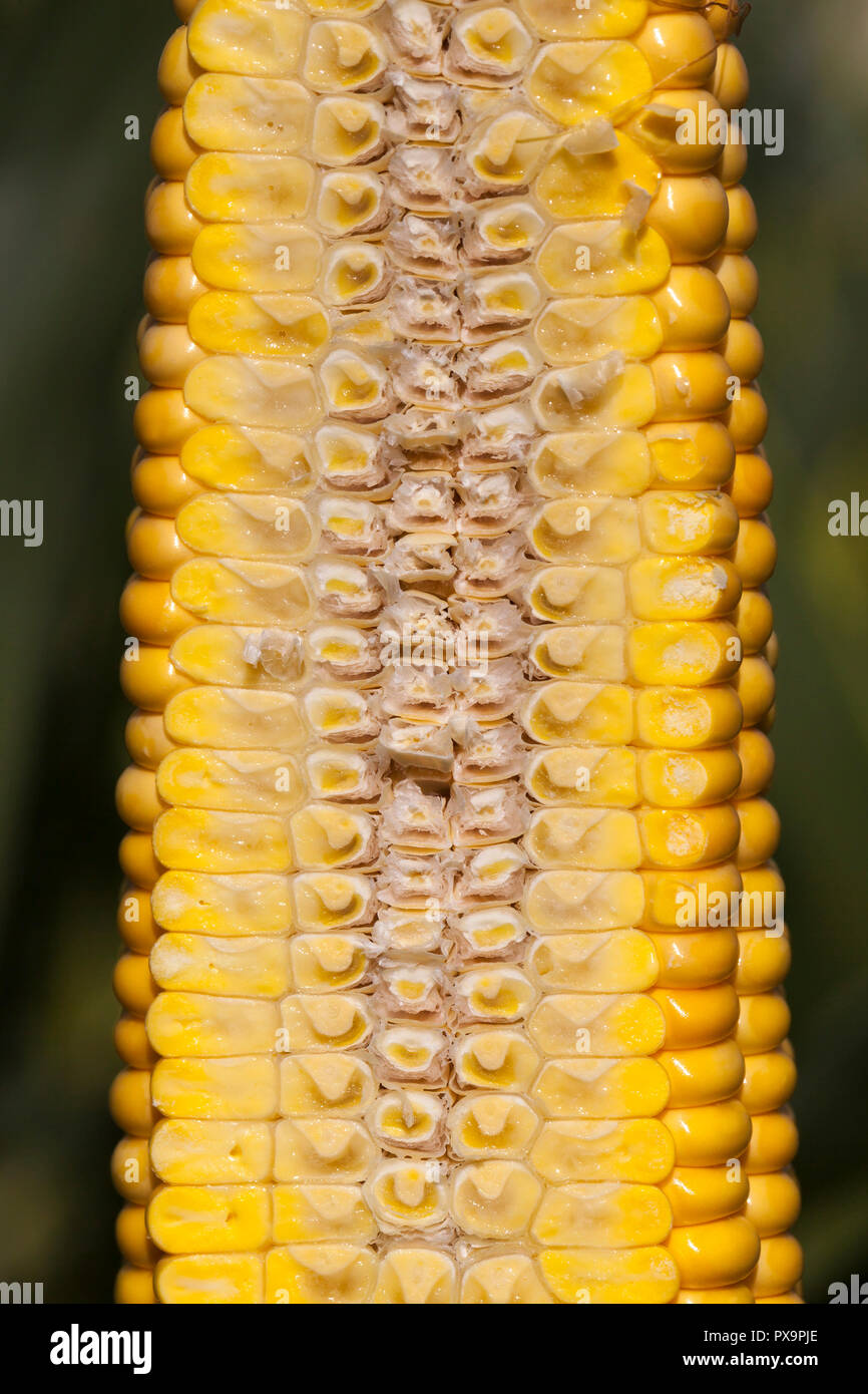 cut corn cob, internal structure and structure of yellow grains ...