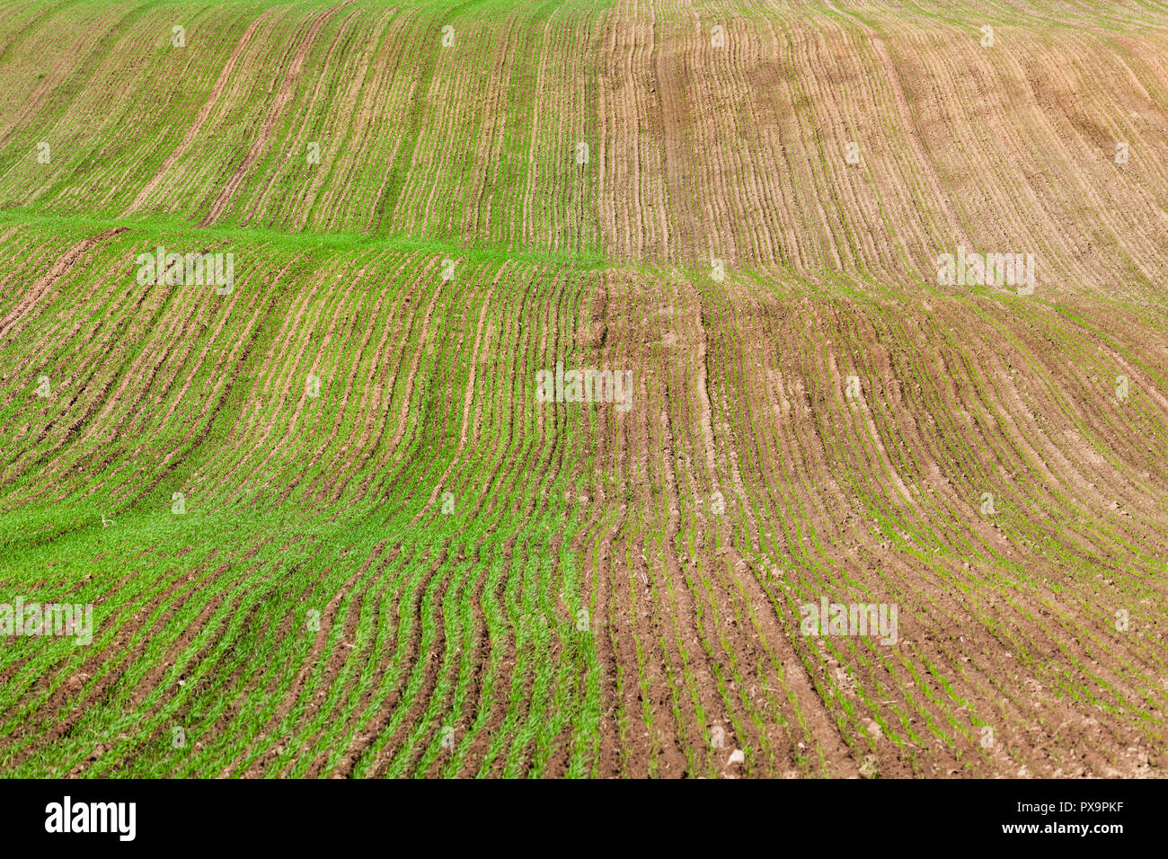 Germinated sprouts hi-res stock photography and images - Alamy