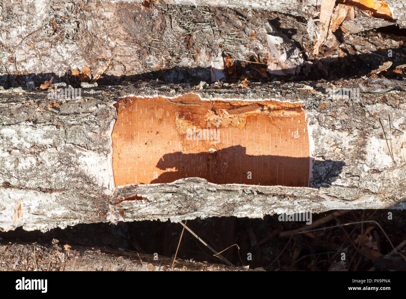 trunks of birch laying in front of the woodworking in a pile, side view ...