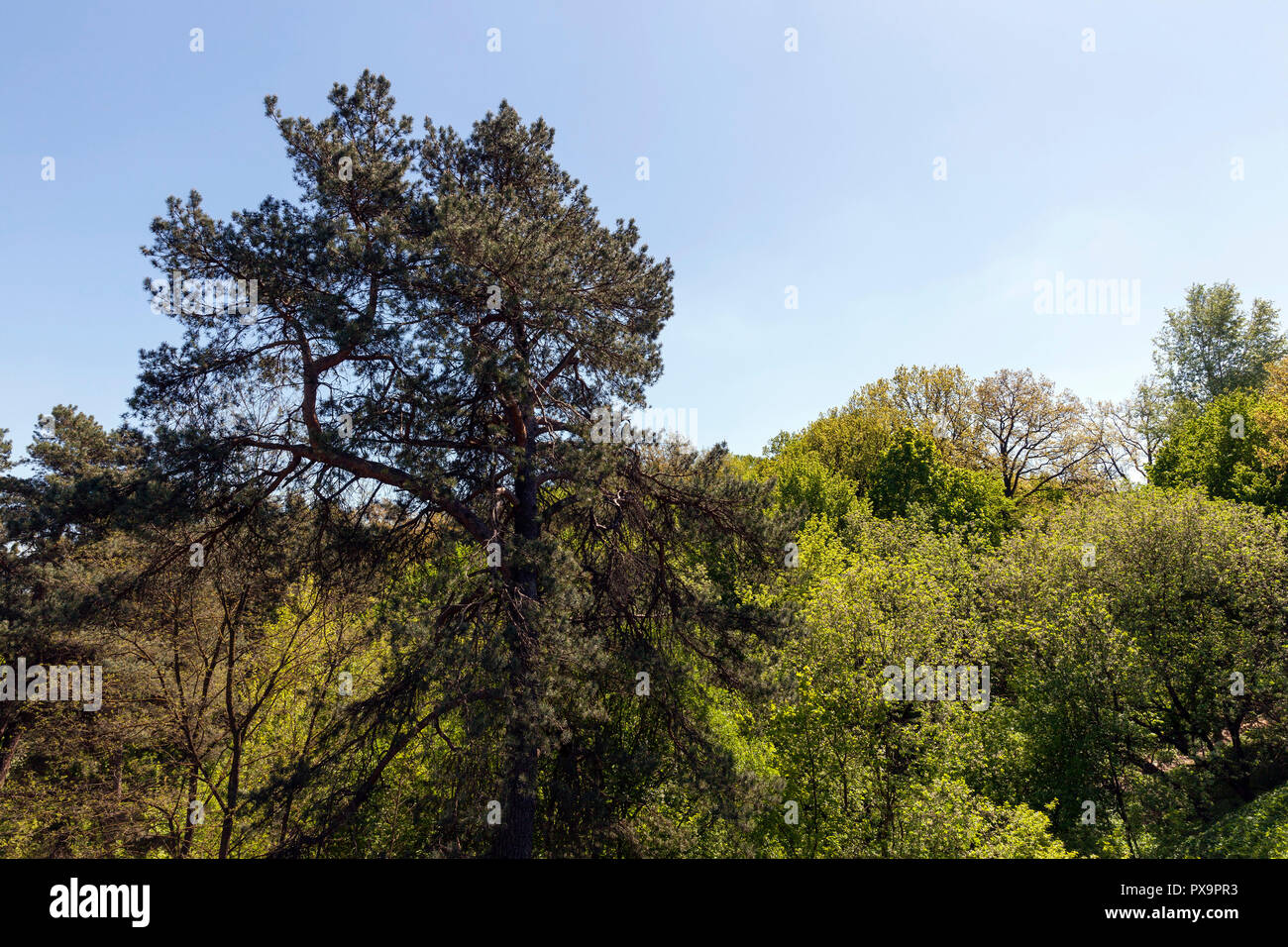 Coniferous and deciduous trees hi-res stock photography and images - Alamy
