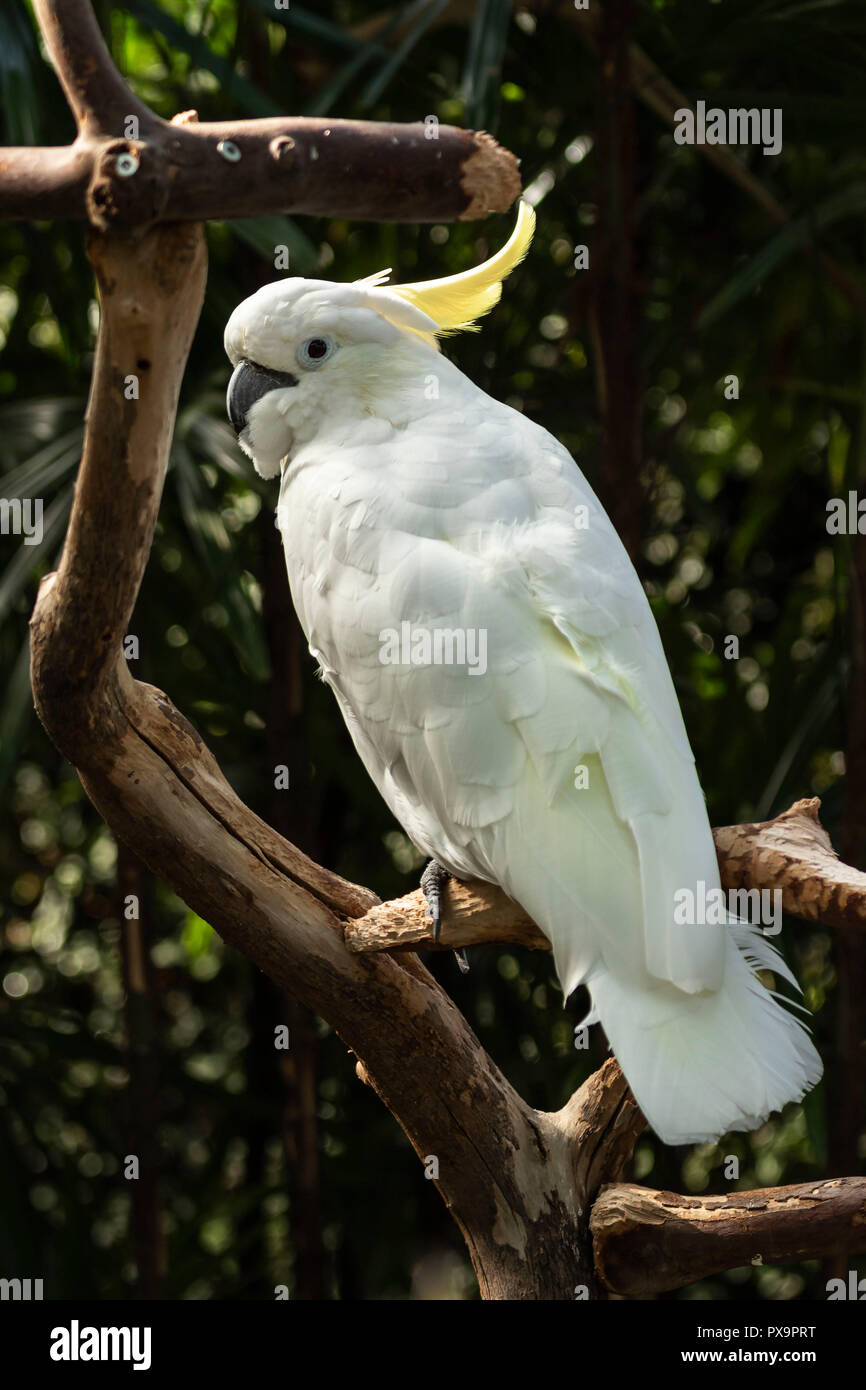Greater sulfur crested cockatoo hi-res stock photography and images - Alamy