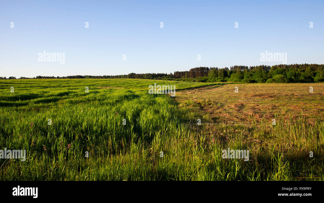 mixed deciduous and coniferous forest growing near the grass on the ...