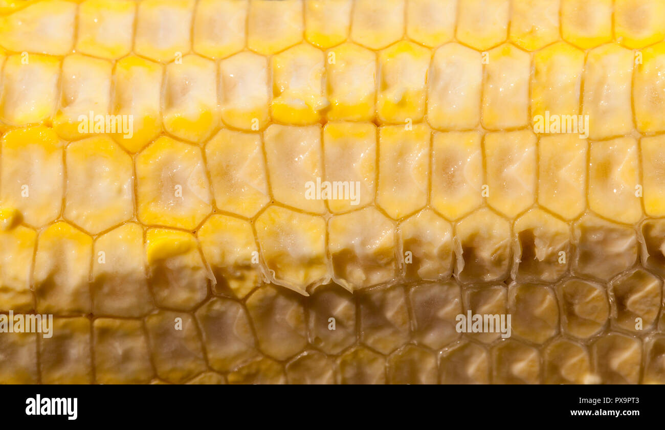 cut corn cob, internal structure and structure of yellow grains ...