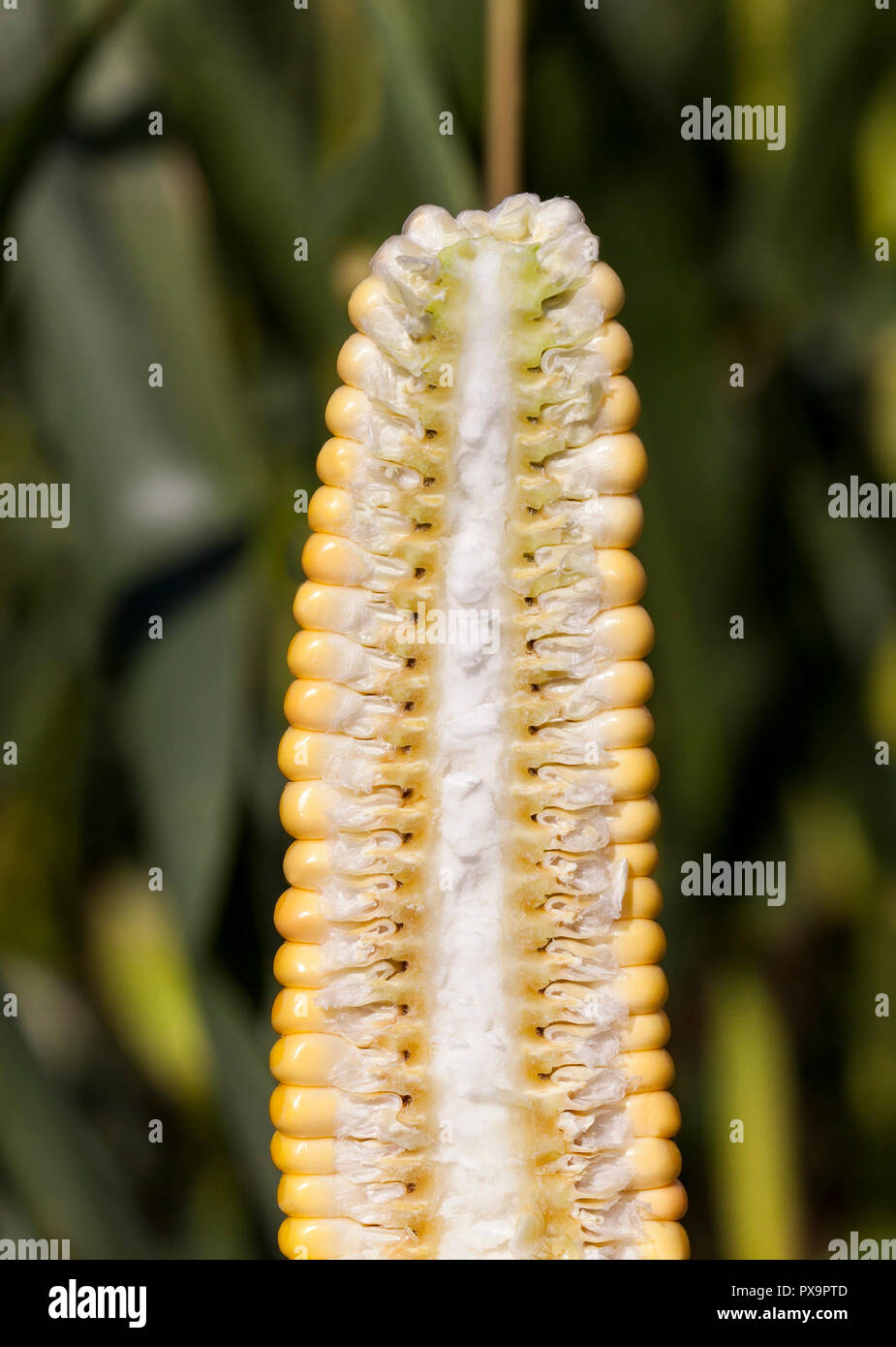 Cut half with the structure of corn cobs with seeds exploding seeds ...