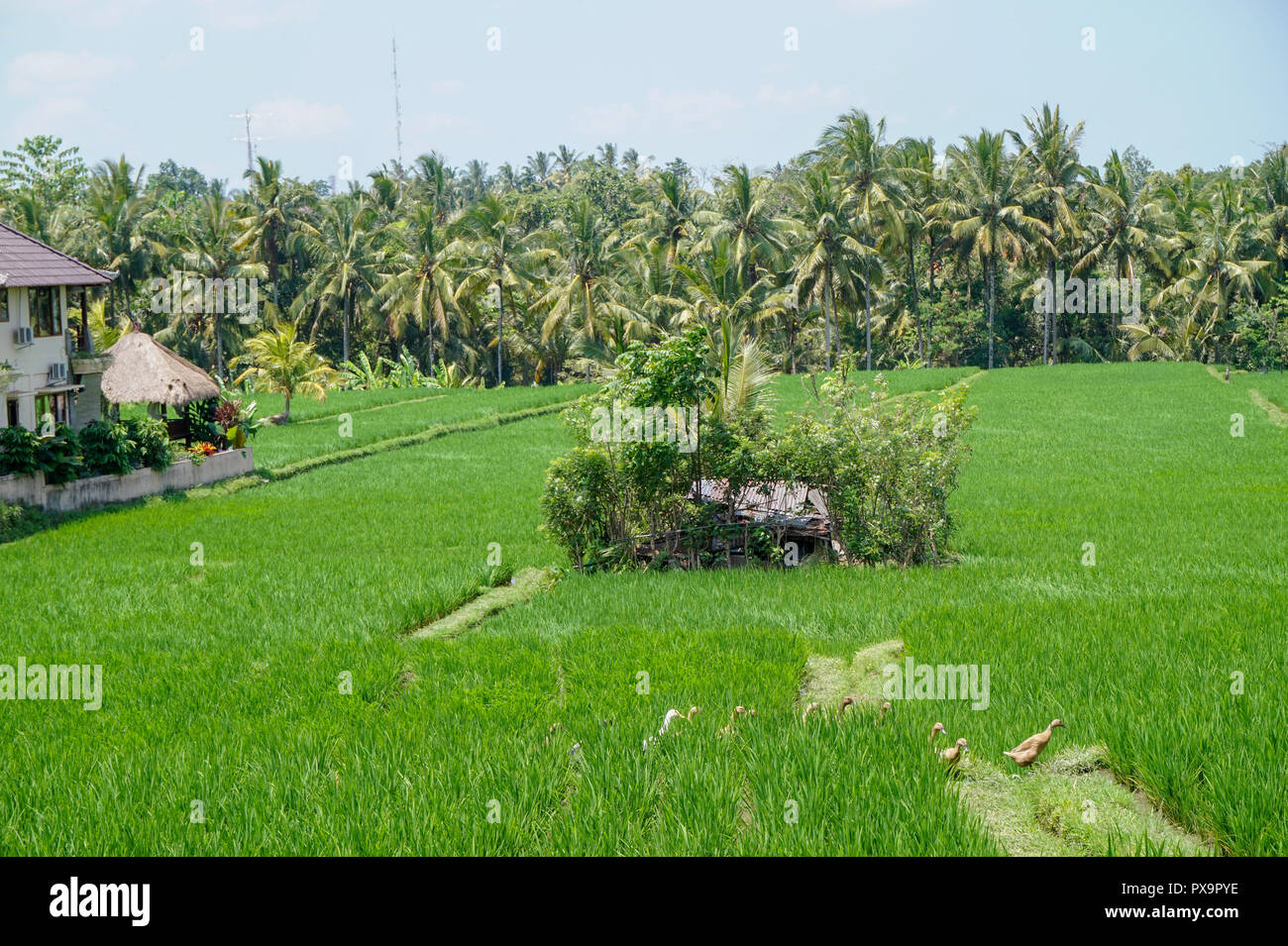 Rice paddy ducks hi-res stock photography and images - Alamy