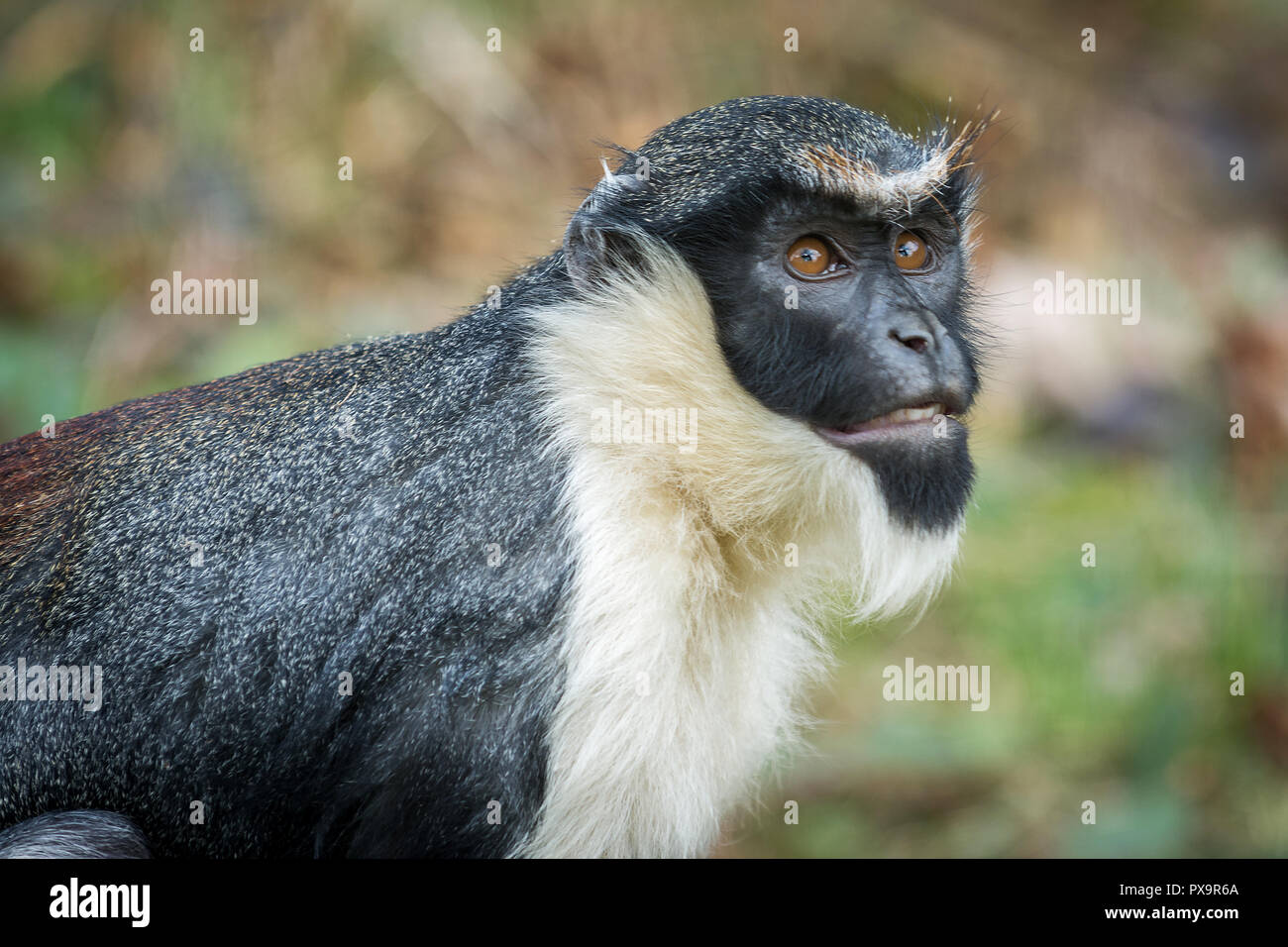 Monkey the Diana monkey (Cercopithecus diana) Wildlife animal Stock ...