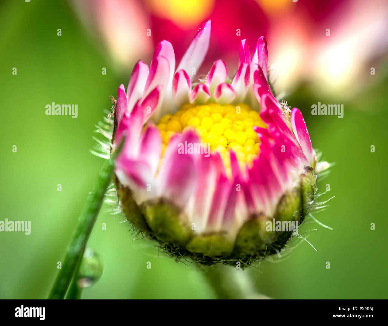 Little daisy hi-res stock photography and images - Alamy