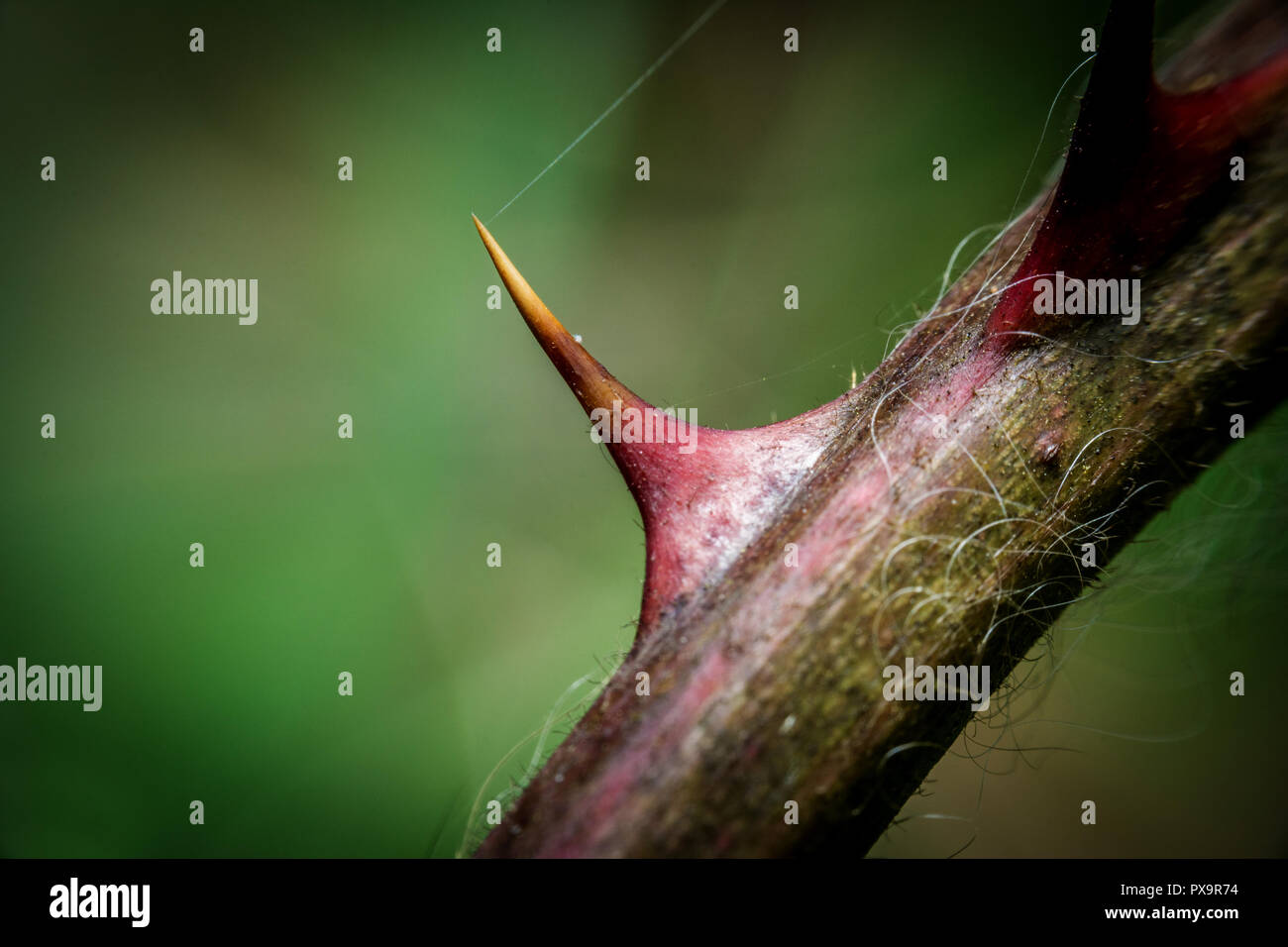 Crown of thorns cactus hi-res stock photography and images - Alamy