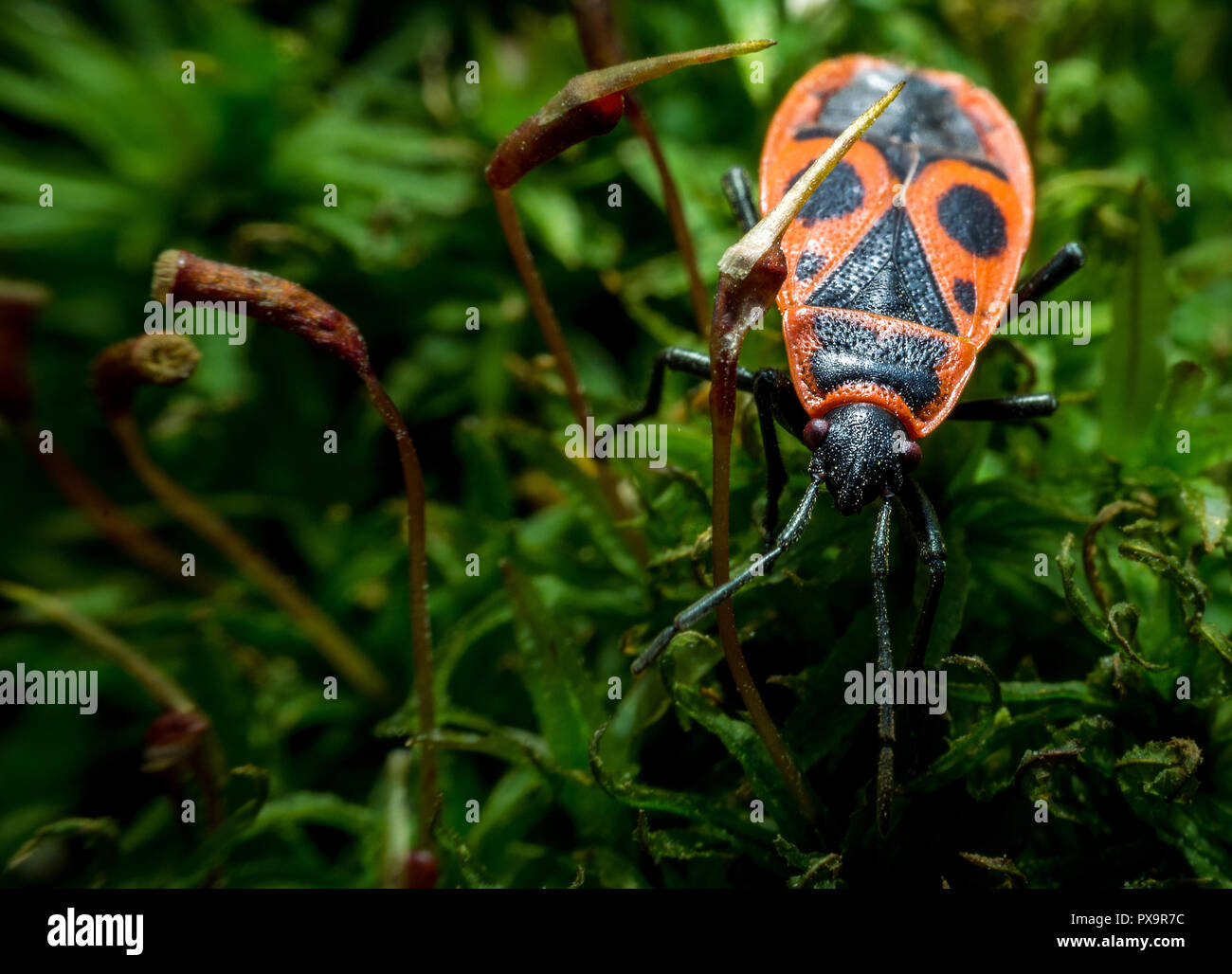 Red bugs pyrrhocoris hi-res stock photography and images - Alamy