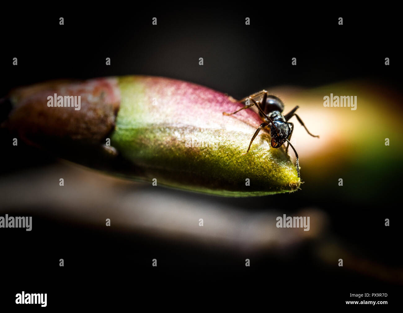 Ant bite hi-res stock photography and images - Alamy