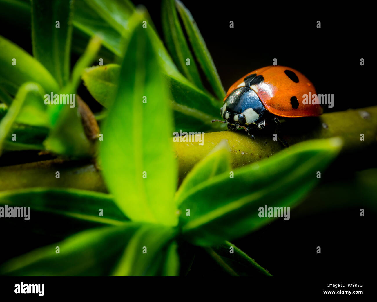 Beautiful ladybug on green twig macro photo Stock Photo - Alamy