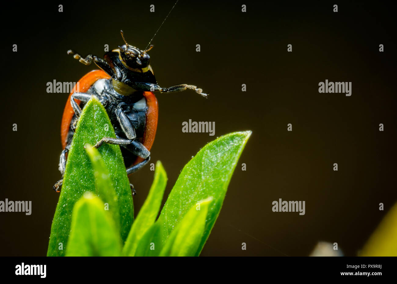 Ladybug antenna hi-res stock photography and images - Alamy