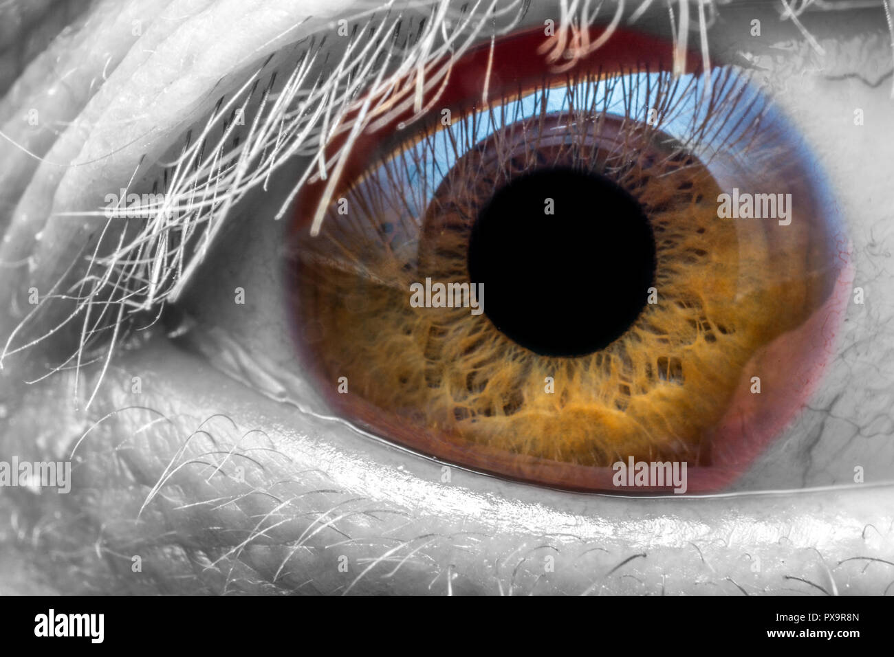 Beautiful brown human eye very close-up macro photography Stock Photo ...