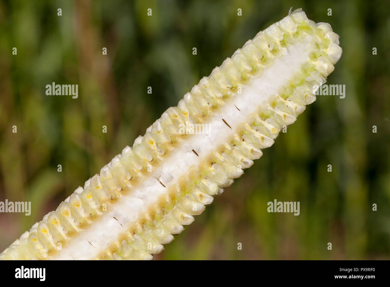 Cut half with the structure of corn cobs with seeds exploding seeds ...