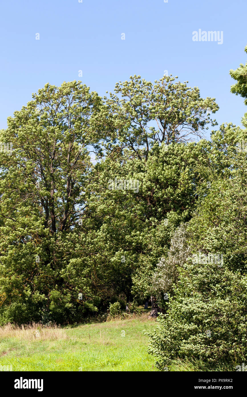 summer landscape with deciduous trees with green foliage Stock Photo ...