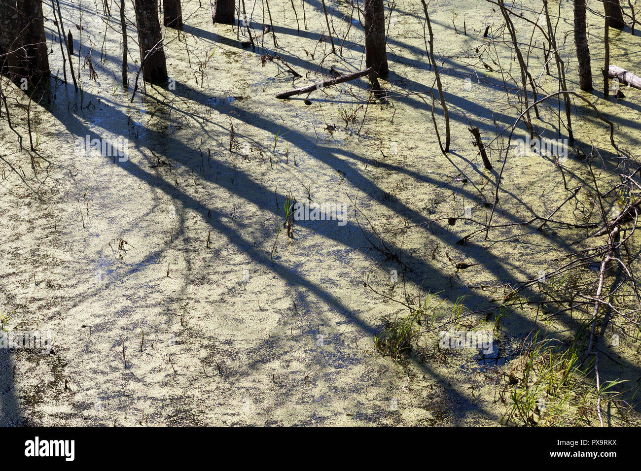 trees and shrubs with shadows from sunlight growing on a swamp with ...